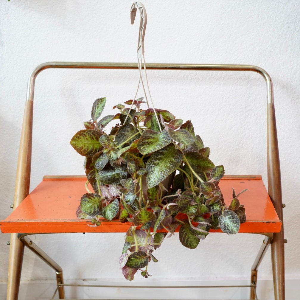 Episcia - Pink Panther | Shop Honey Plant