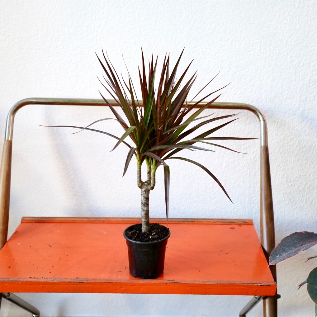 Dracaena - Marginata Red | Shop Honey Plant