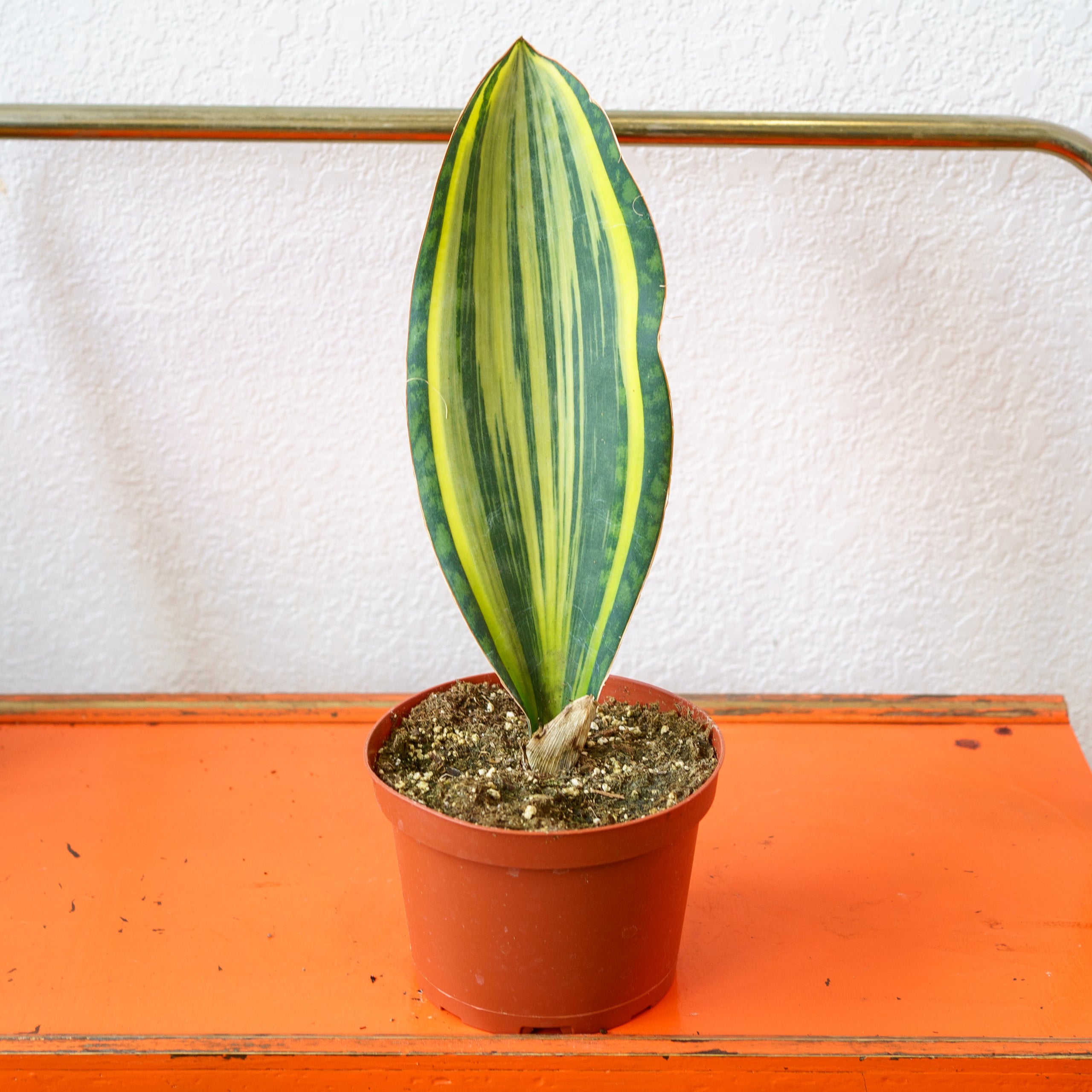 Snake Plant - Whale Fin - Variegated 6” | Shop Honey Plant