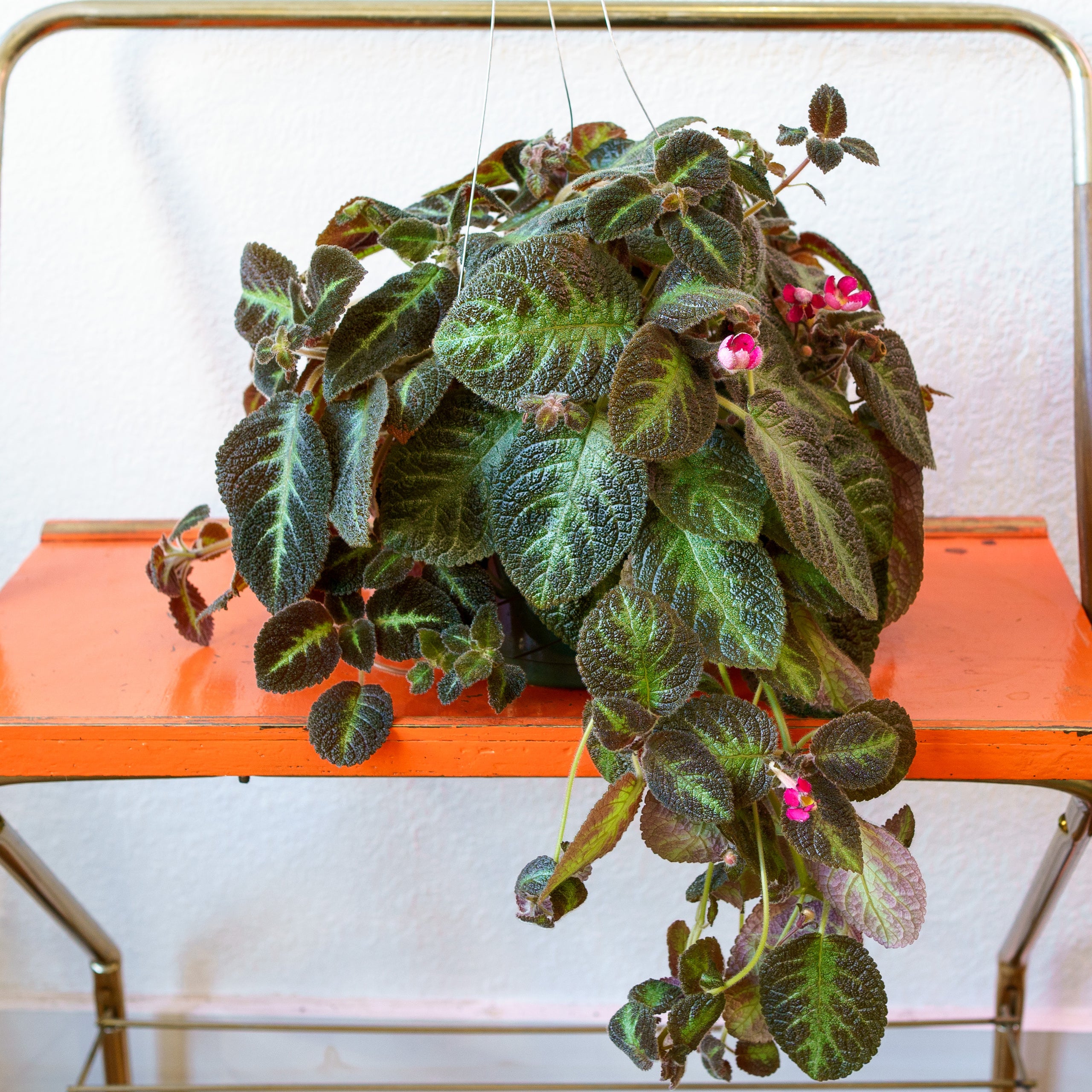 Episcia - Pink Panther | Shop Honey Plant