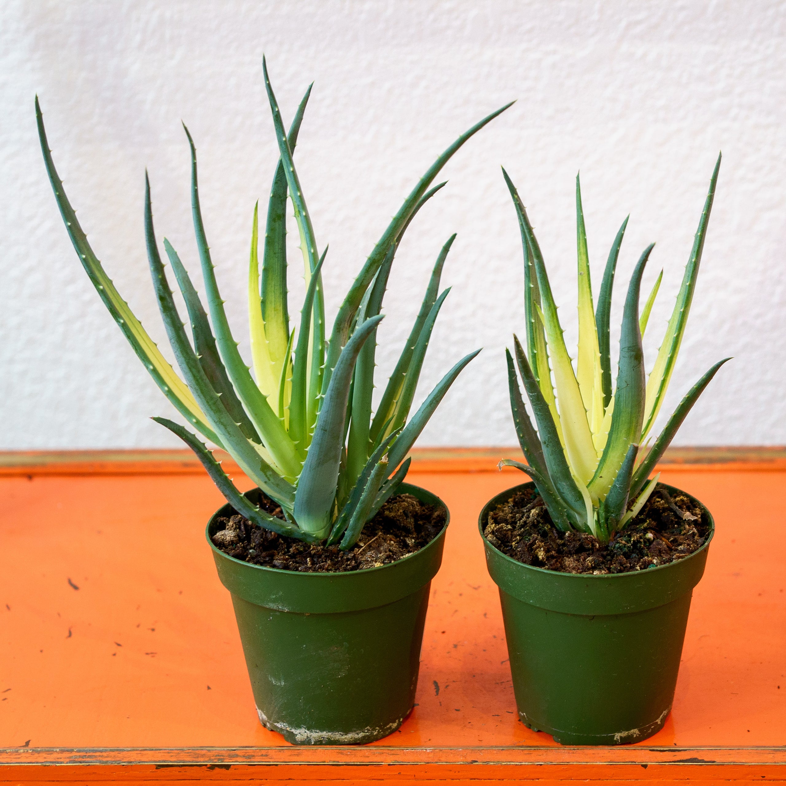 Aloe - Solar Flare 4” | Shop Honey Plant