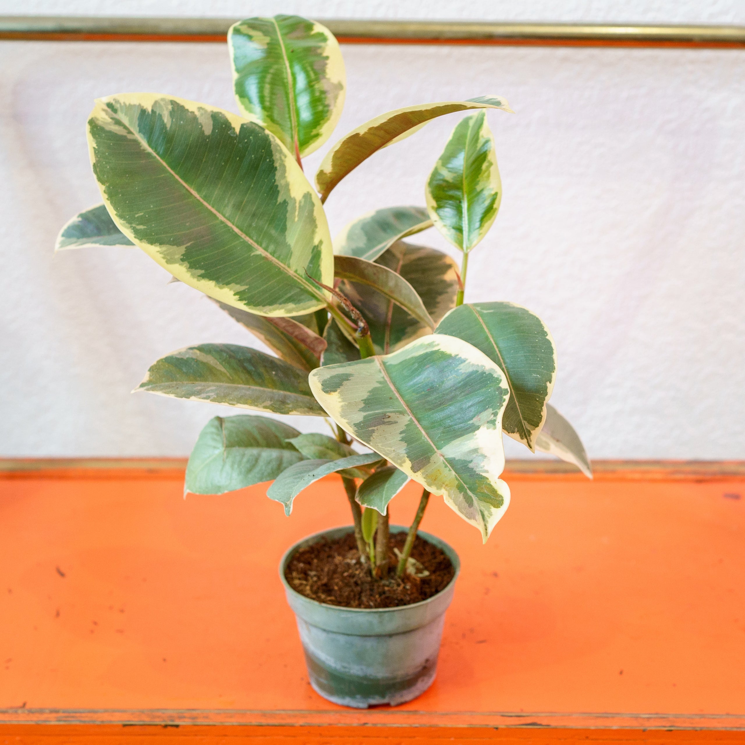 Ficus - Tineke | Shop Honey Plant