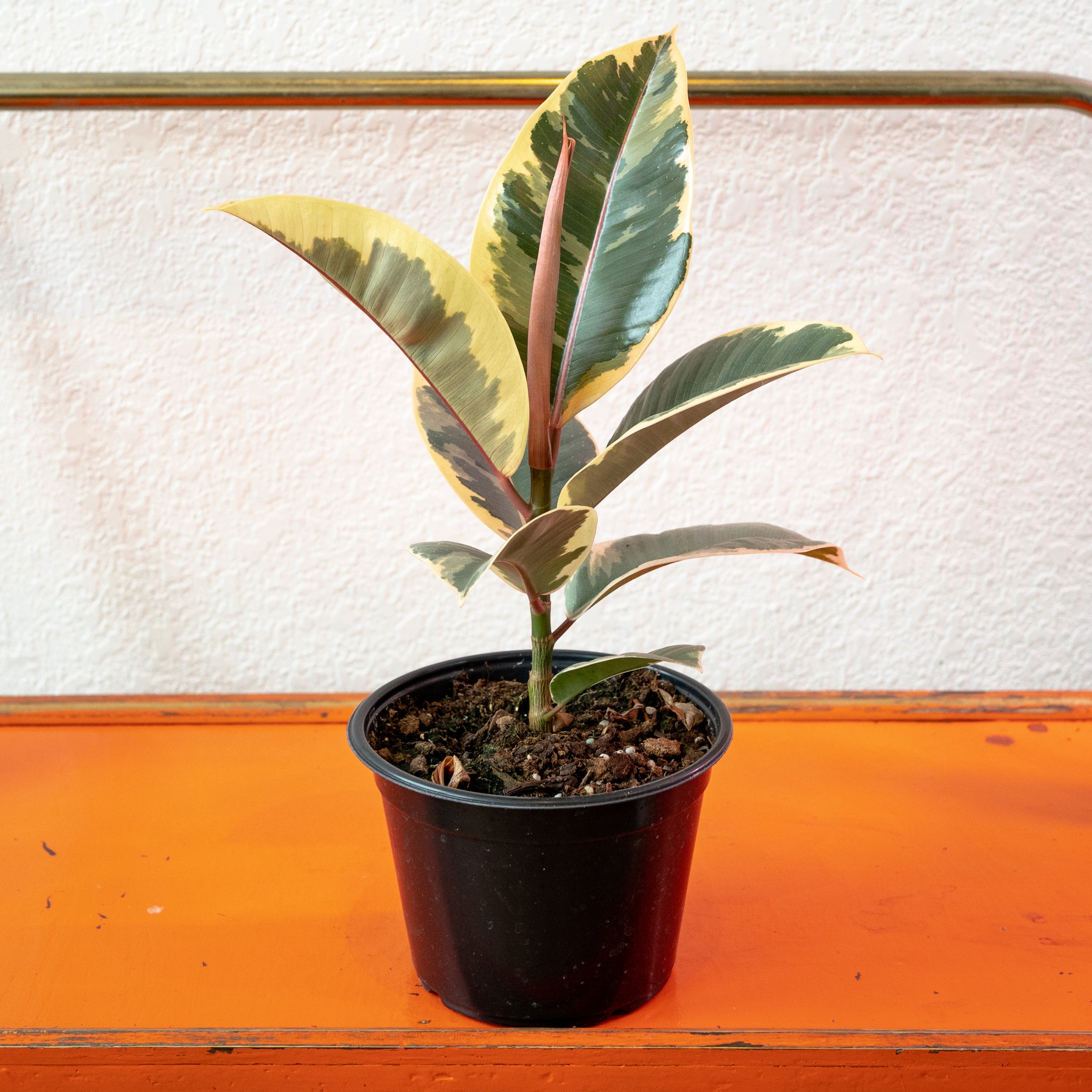 Ficus - Tineke | Shop Honey Plant