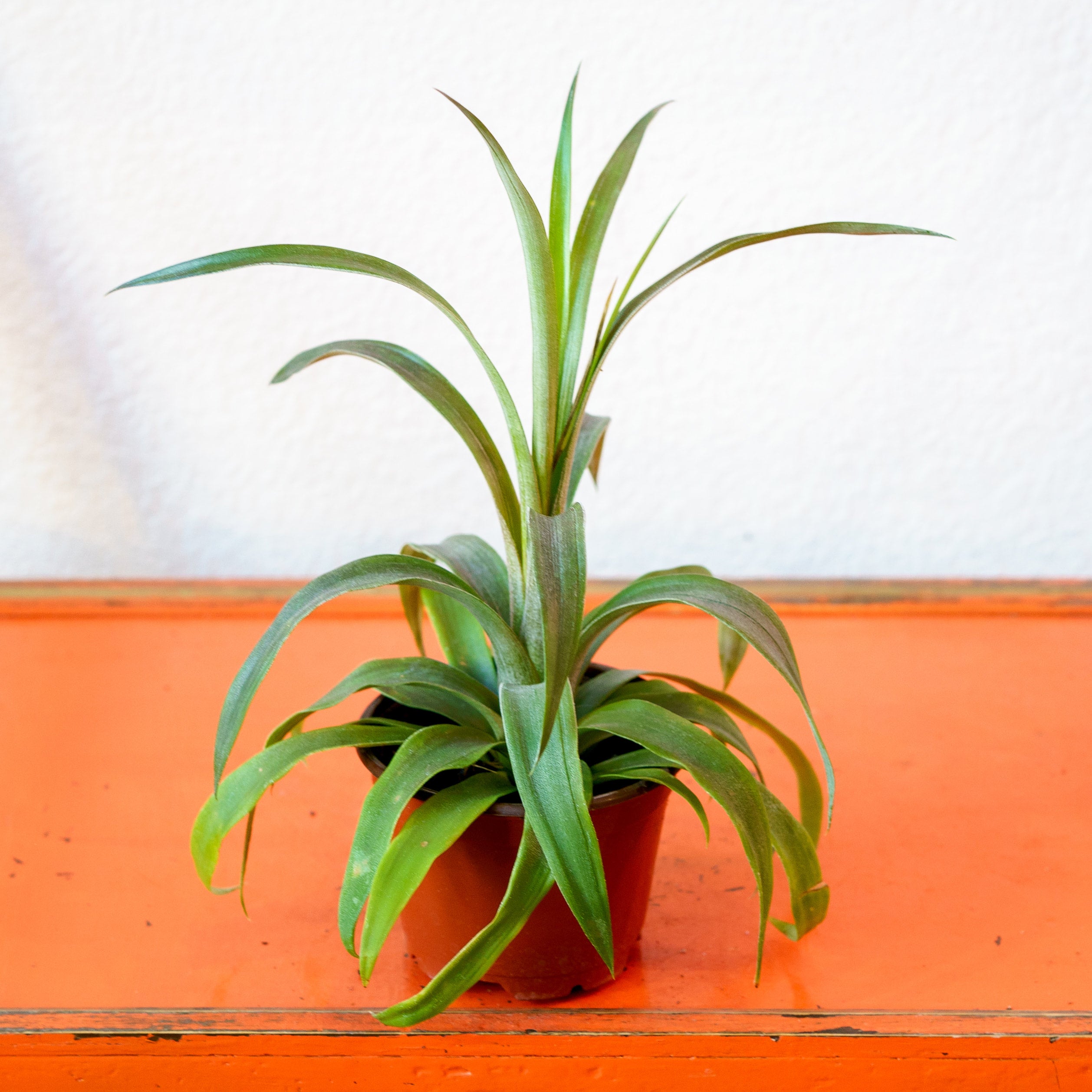 Plants | Shop Honey Plant