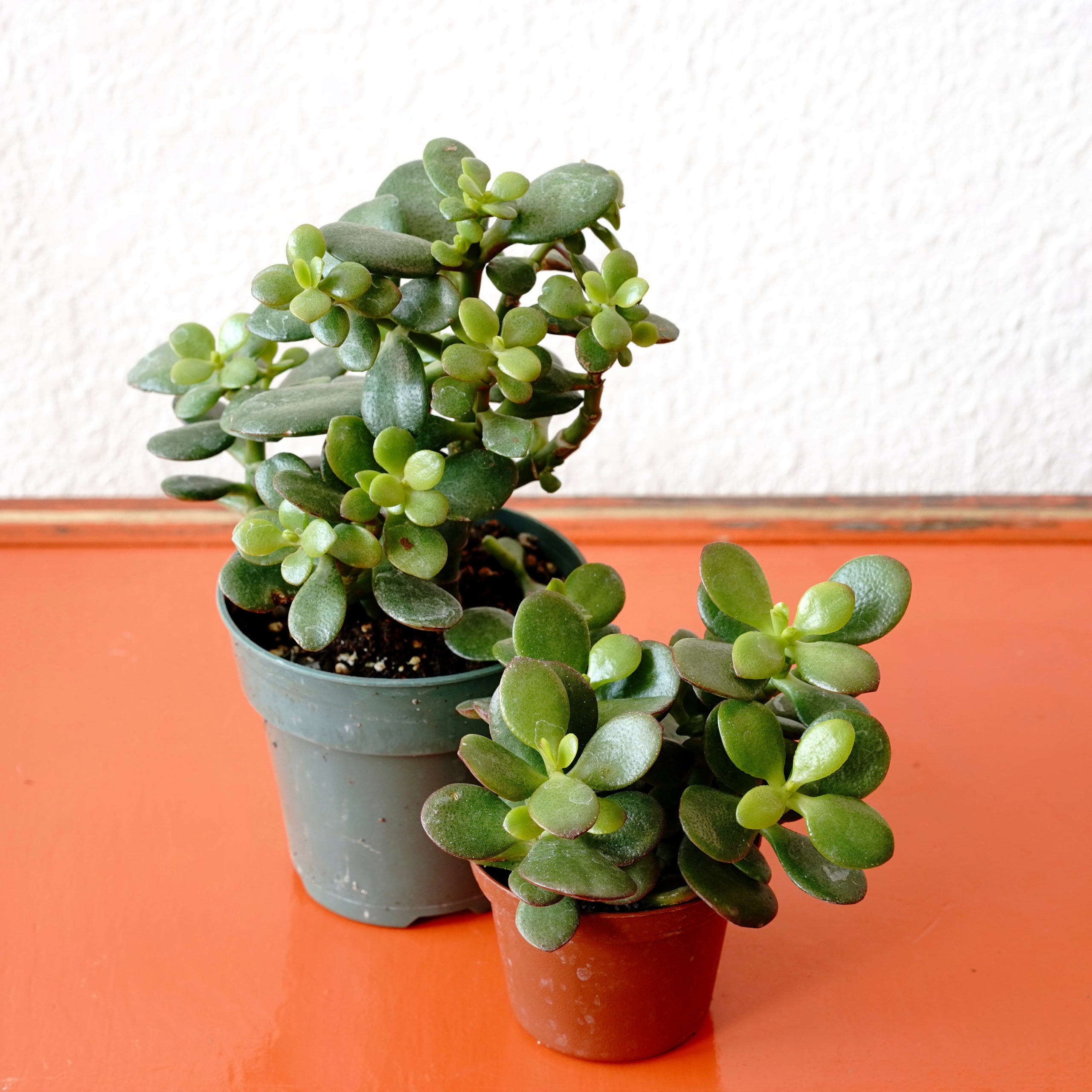 Crassula Argentea