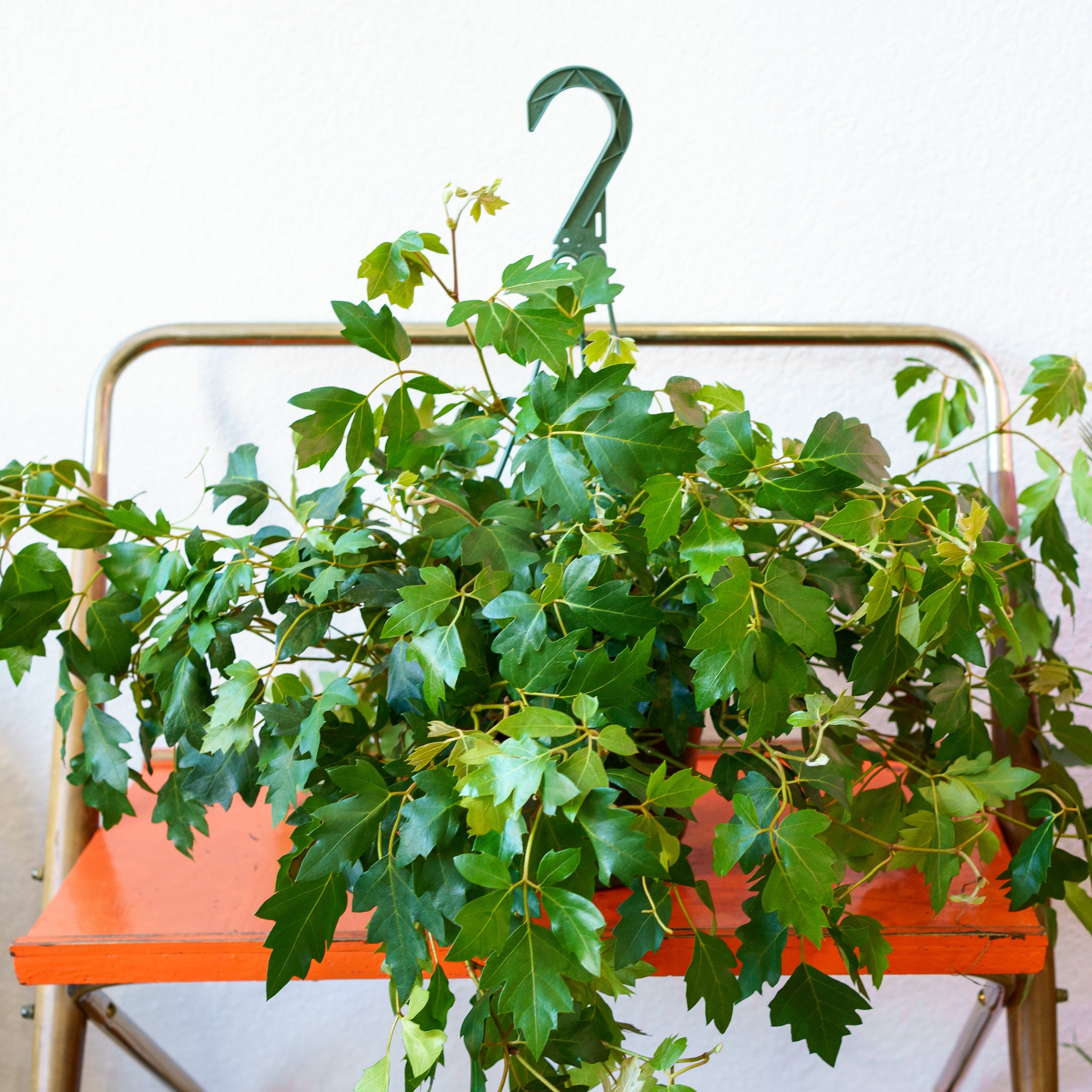 Grape Ivy Cissus Rhombifolia