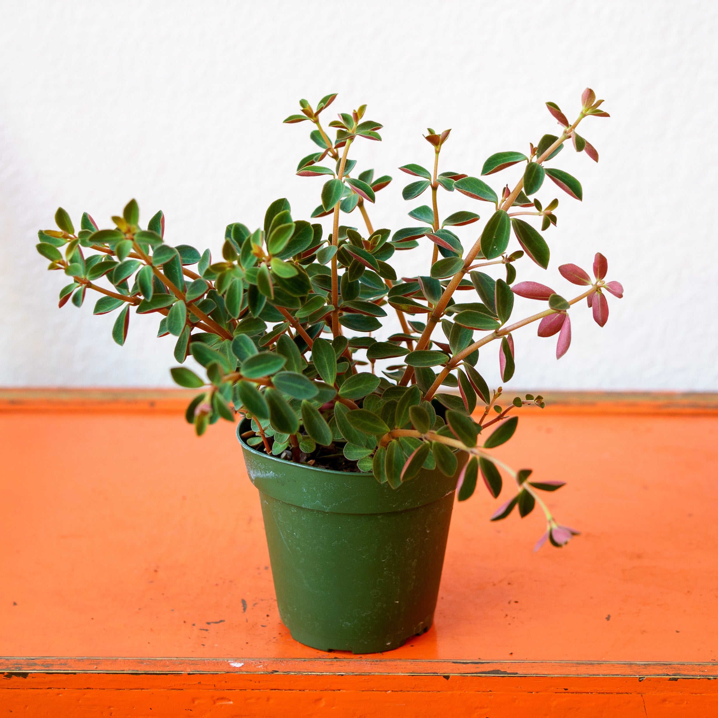 Peperomia - Verticillata (Red Twist) 4” | Shop Honey Plant